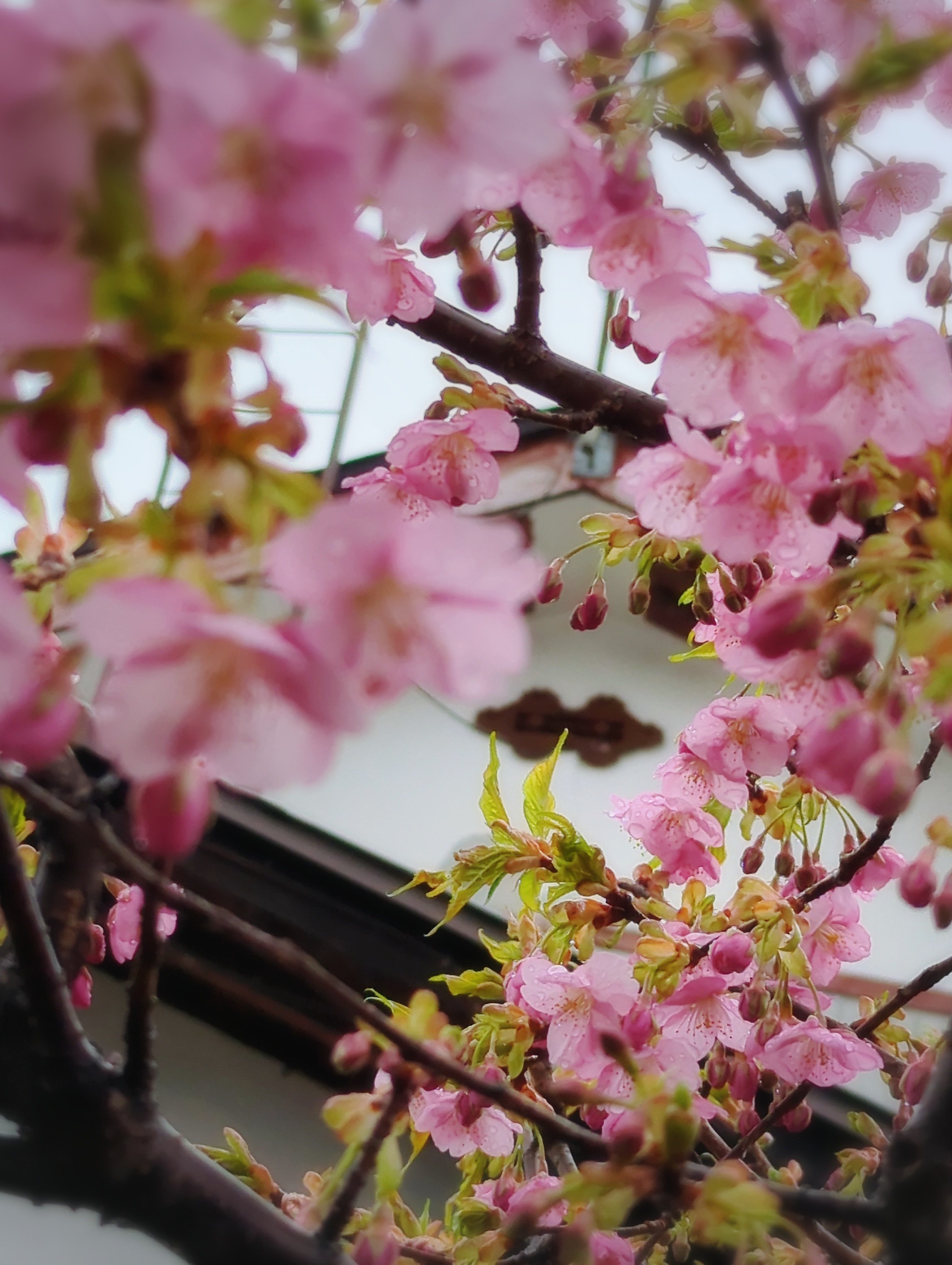 SAKURA SAKURA SAKURA SAKURA